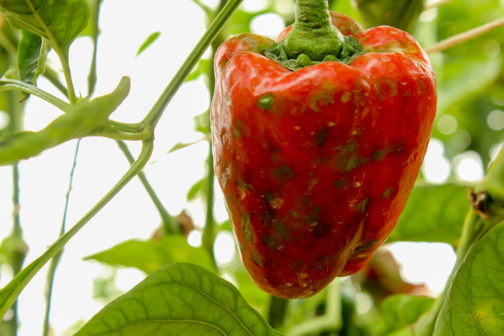 Luxus Paprika Braune Flecken Fotos
