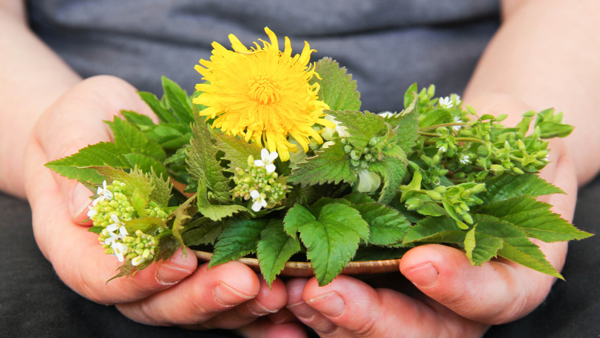 Diese Kräuter können Sie im Juni sammeln - Samenhaus Gartenblog