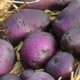 Diese 10 alten Gemüsesorten aus Omas Garten - Samenhaus Gartenblog