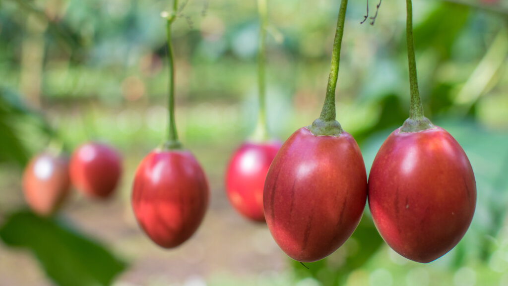Tamarillo – die Baumtomate mit dem ganz besonderen Geschmack - Samenhaus Gartenblog