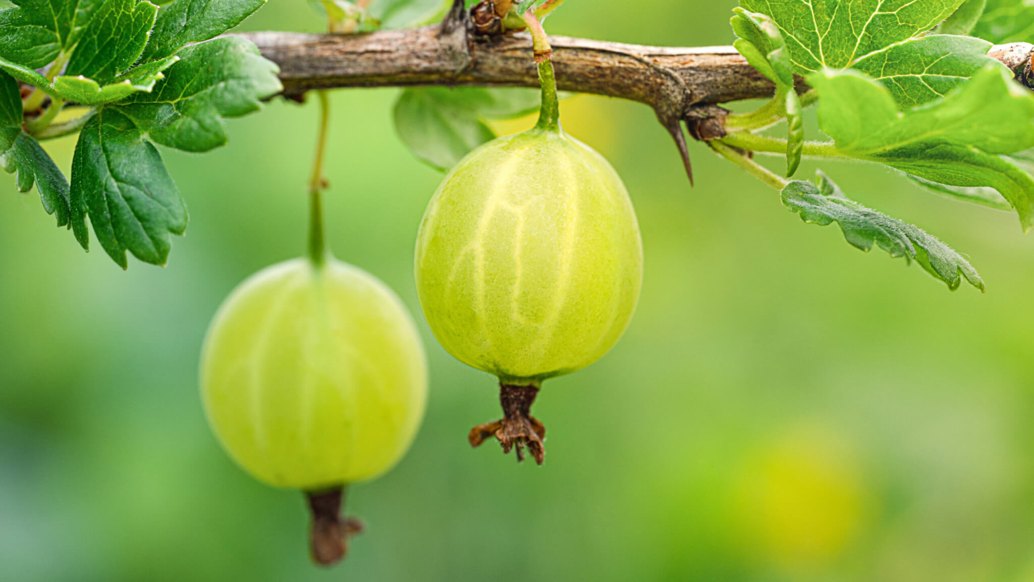 Stachelbeeren Gesundheitliche Wirkung